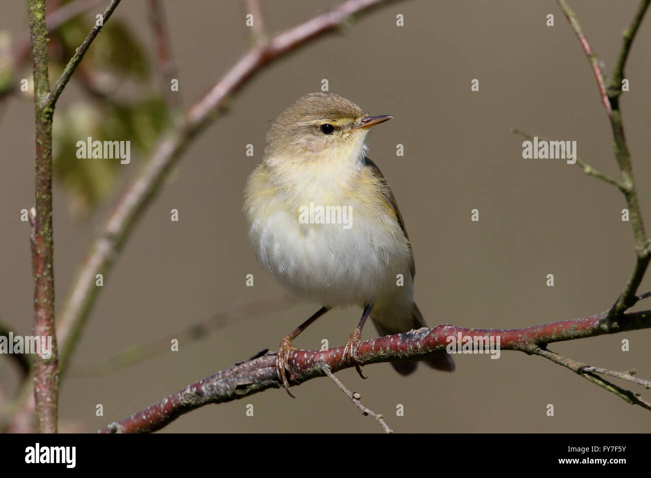 Willow warbler, Phylloscopus trochilus, single bird on branch ...