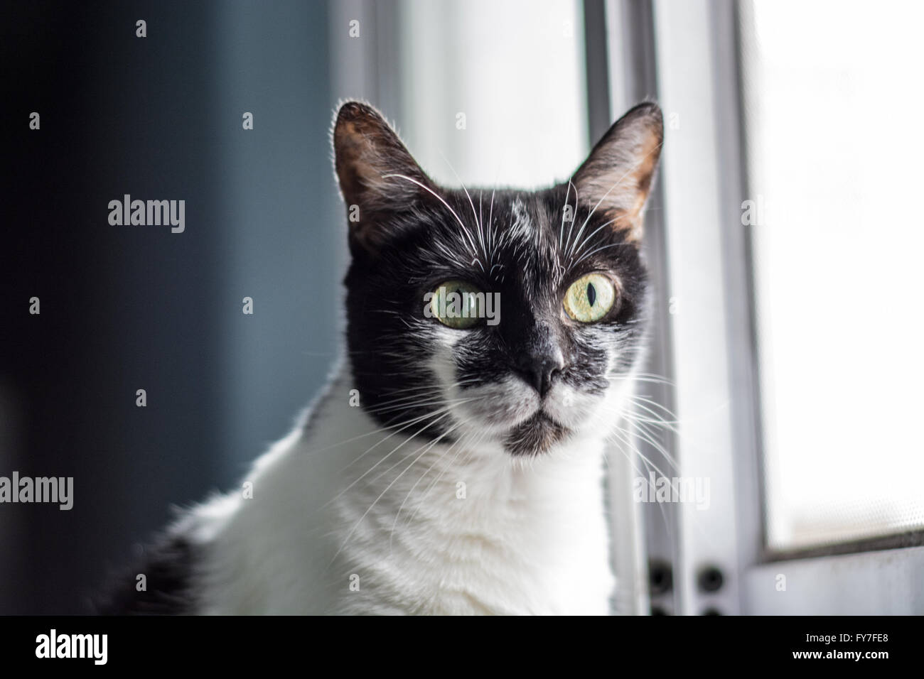 Feline thinking hi-res stock photography and images - Alamy