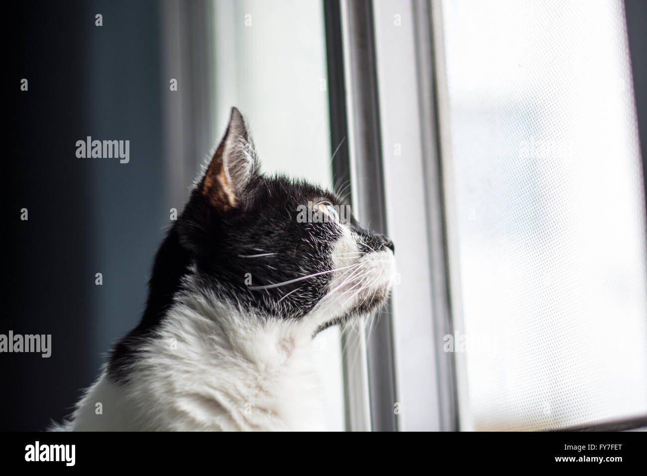 Cat looking outside the window Stock Photo - Alamy