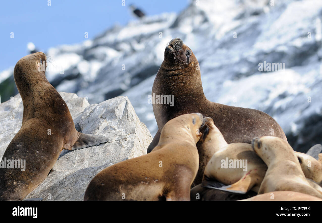 South American Sea Lions (Otaria flavescens) on a rocky island in the ...