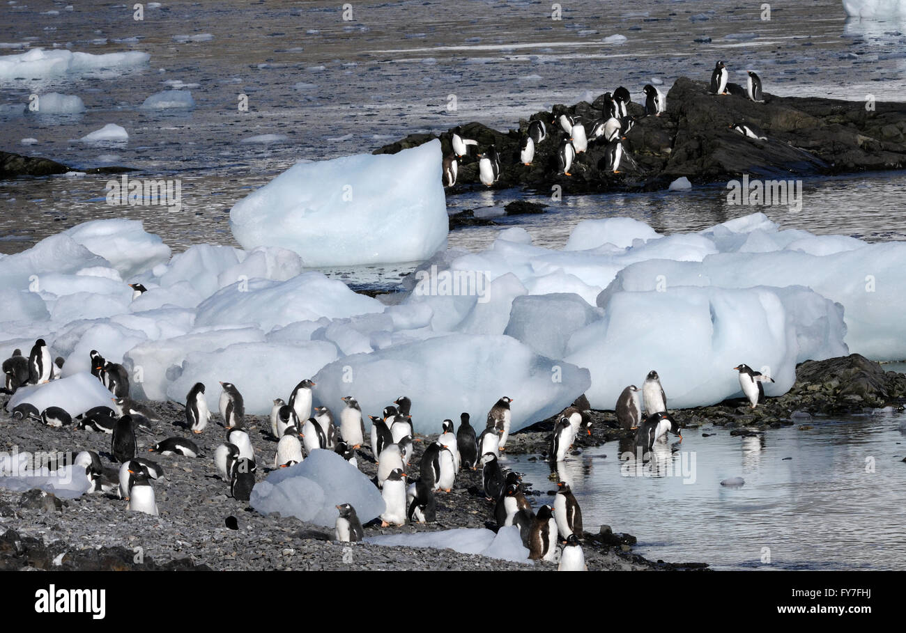 Adult penguins hi-res stock photography and images - Alamy