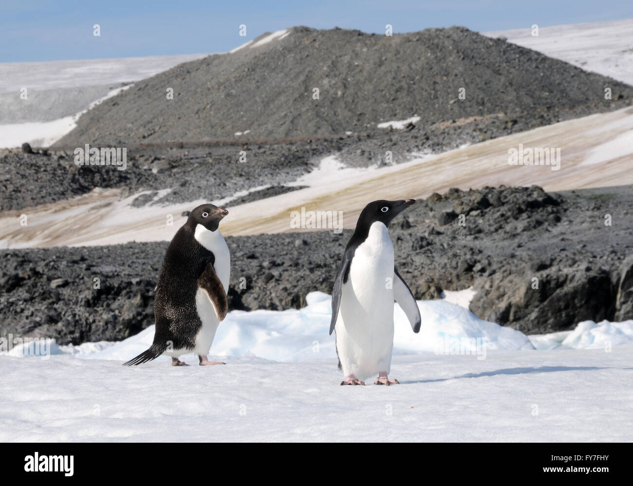 Two Adélie penguins (Pygoscelis adeliae) at their nesting colony in ...
