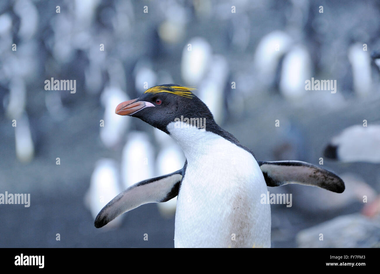 A macaroni penguin (Eudyptes chrysolophus) stands on black volcanic ...
