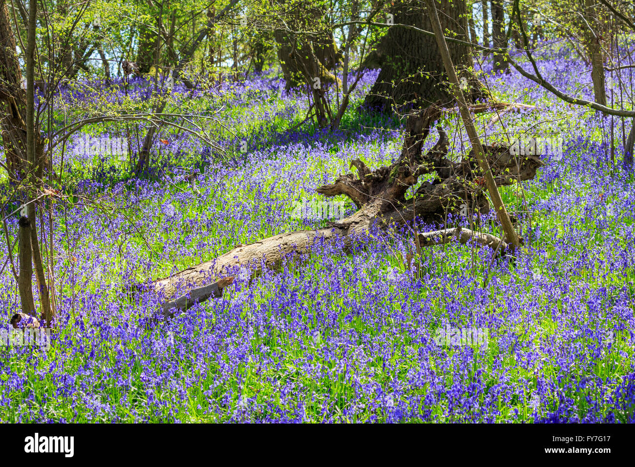 Bulbous with roots hi-res stock photography and images - Alamy