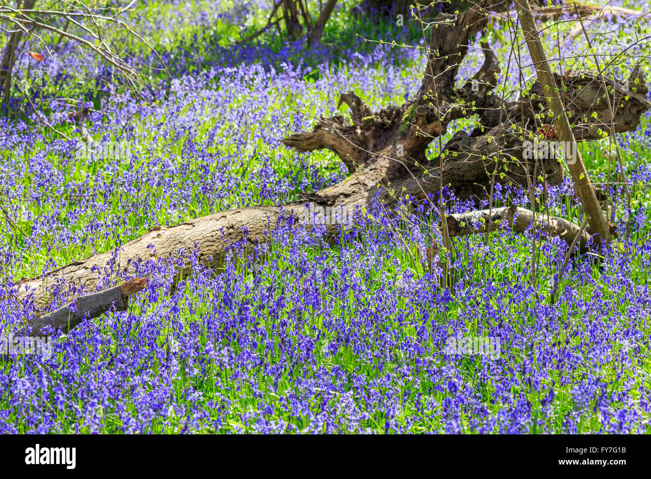Bulbous Roots High Resolution Stock Photography and Images - Alamy