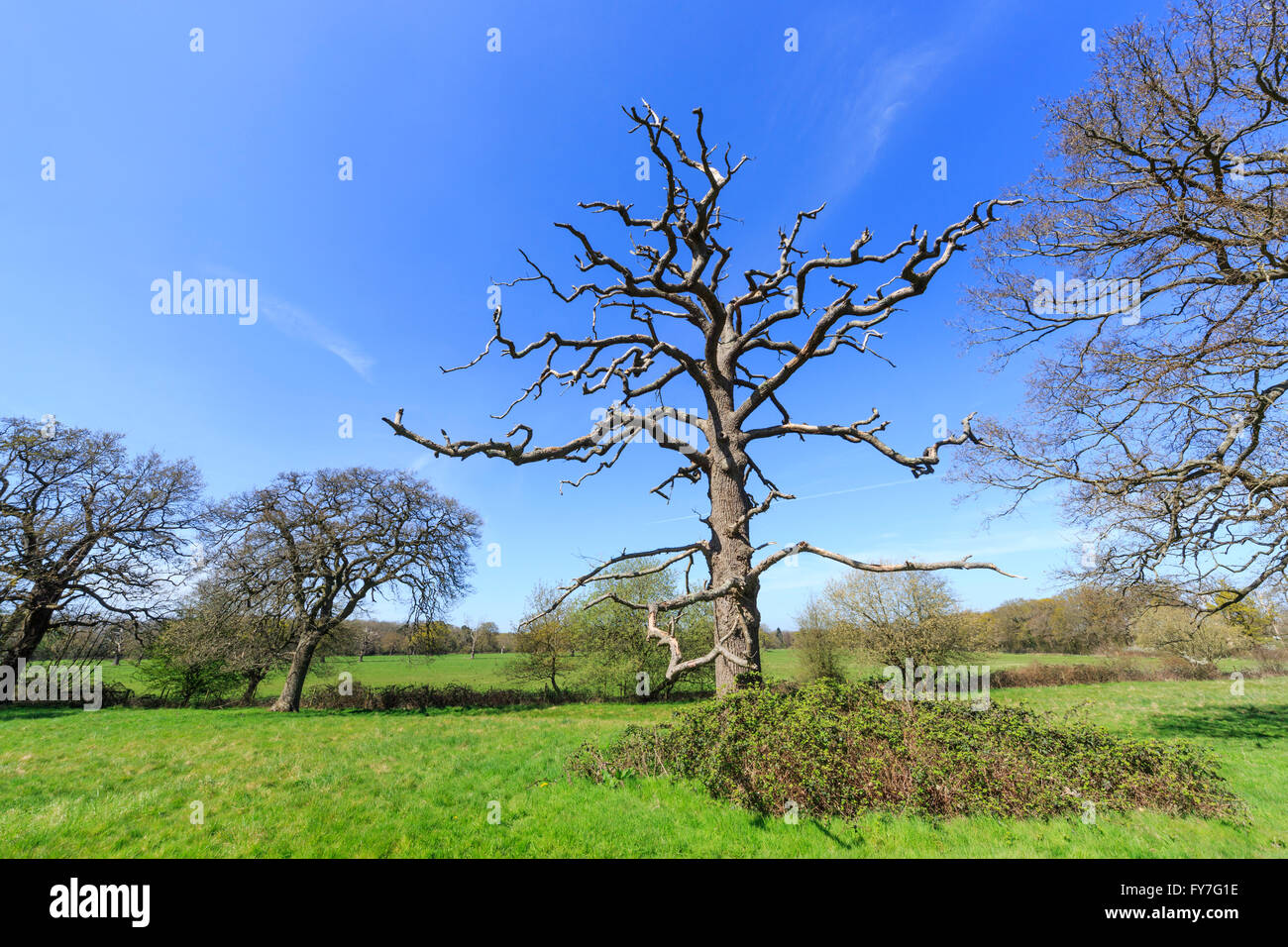 Dead tree in springtime in parkland at Hatchlands, Guildford, Surrey ...