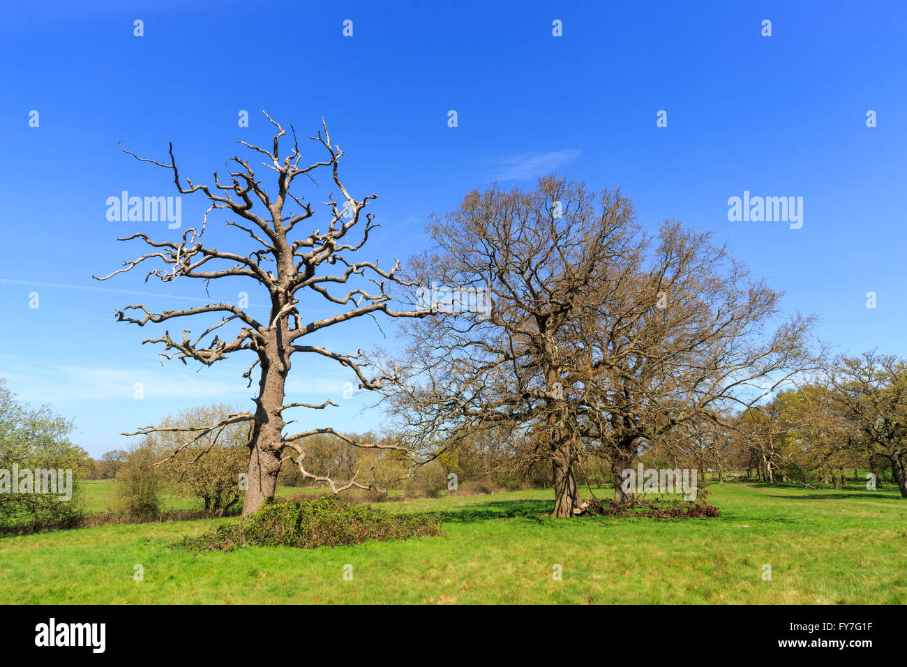 Dead trees in springtime in parkland at Hatchlands, Guildford, Surrey ...