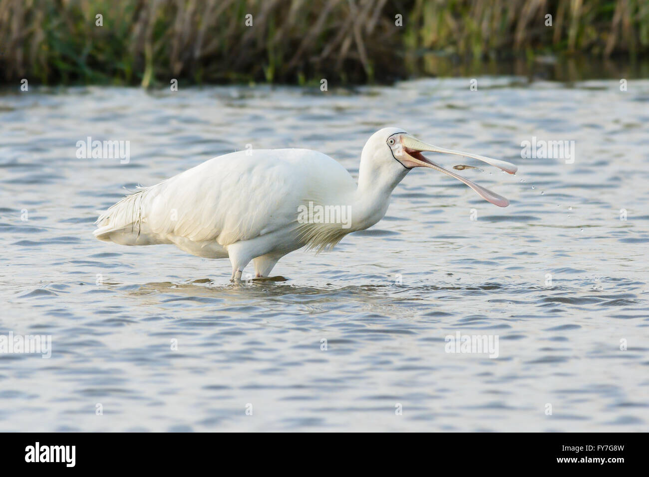 Yellow Spoonbill feeding Stock Photo - Alamy