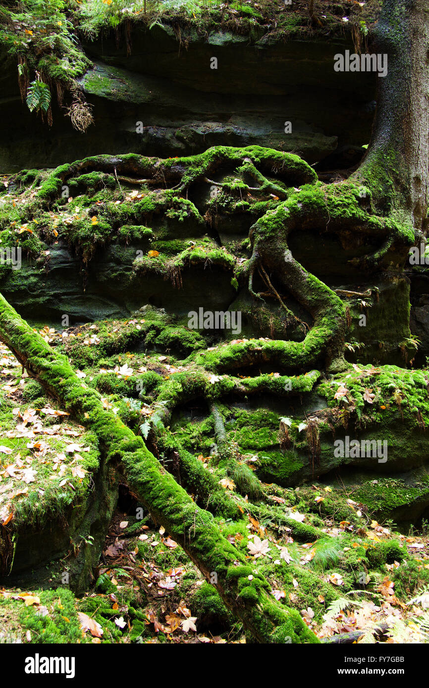 Keywords: forest, moss, jungle, green, tree, nature, landscape ...