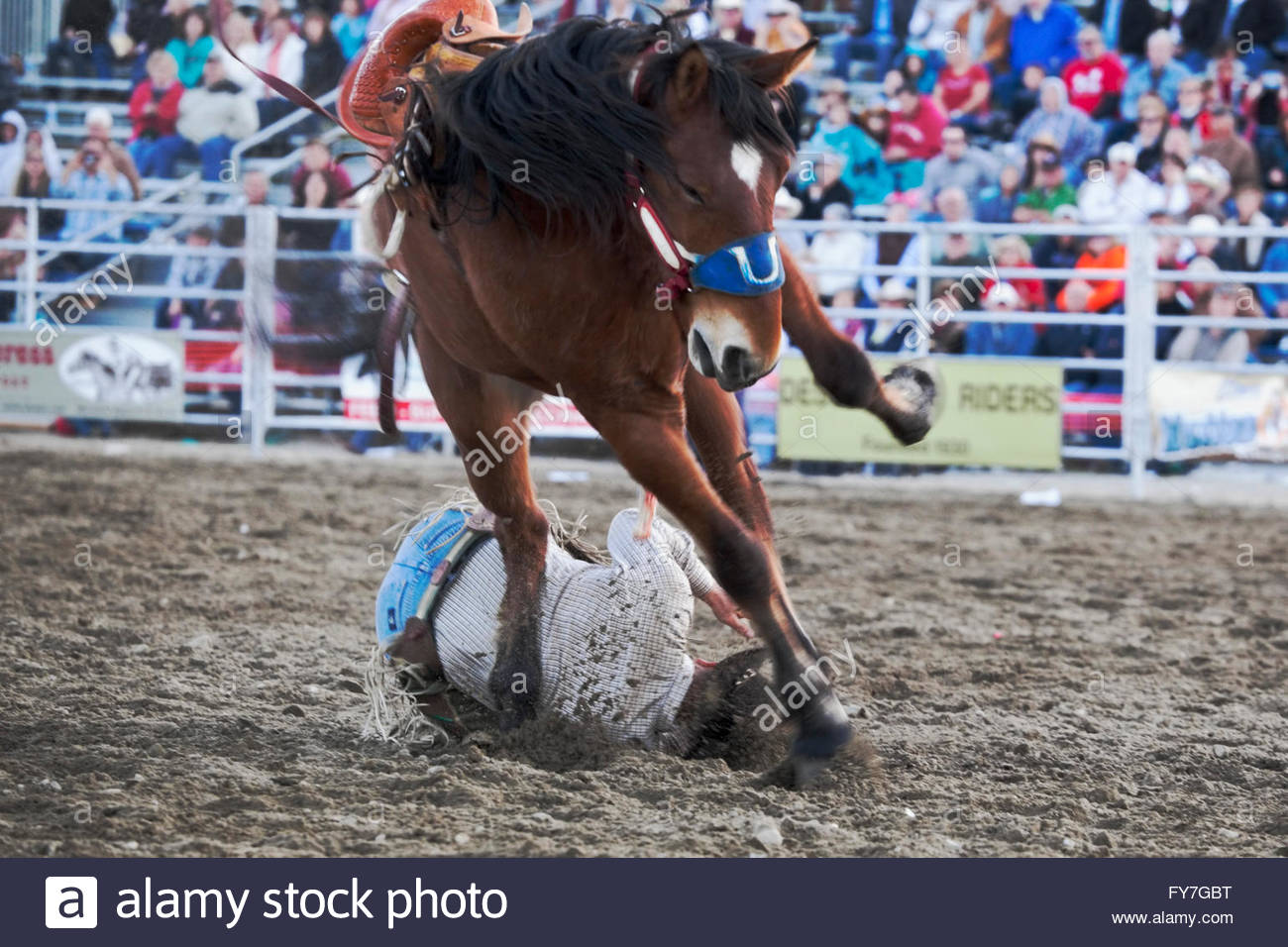 Saddle Bronc Riding High Resolution Stock Photography and Images - Alamy