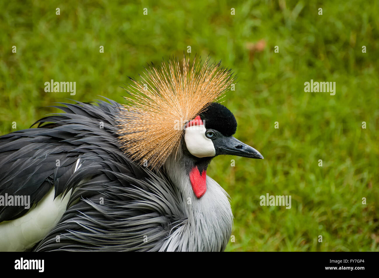 Grey crowned crane flight hi-res stock photography and images - Alamy