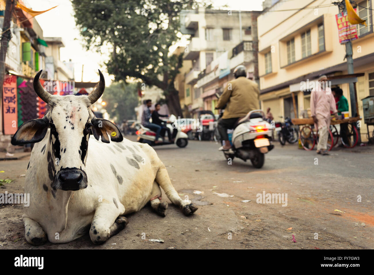 Cow in street hi-res stock photography and images - Alamy