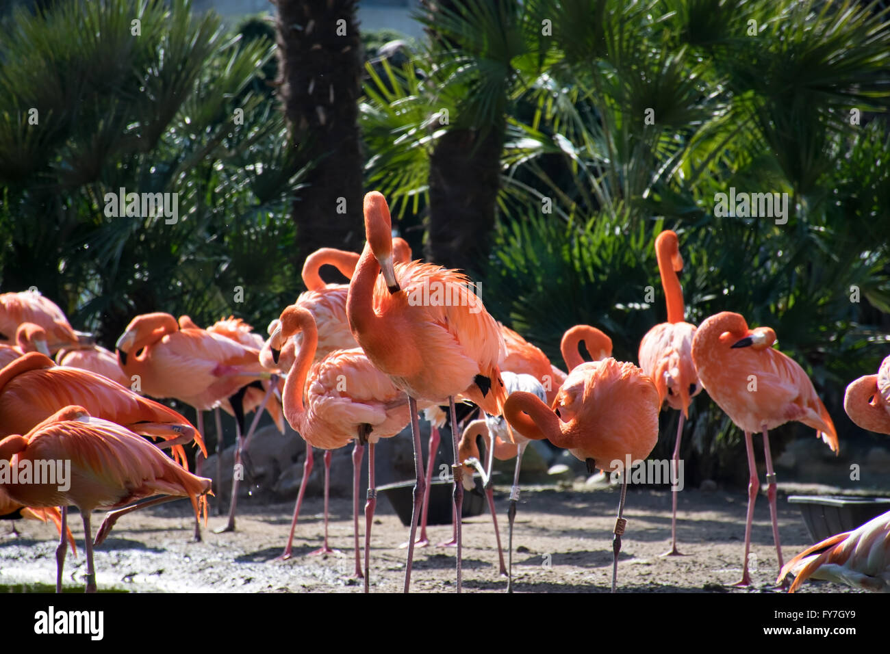 Flamingos in park standing hi-res stock photography and images - Alamy