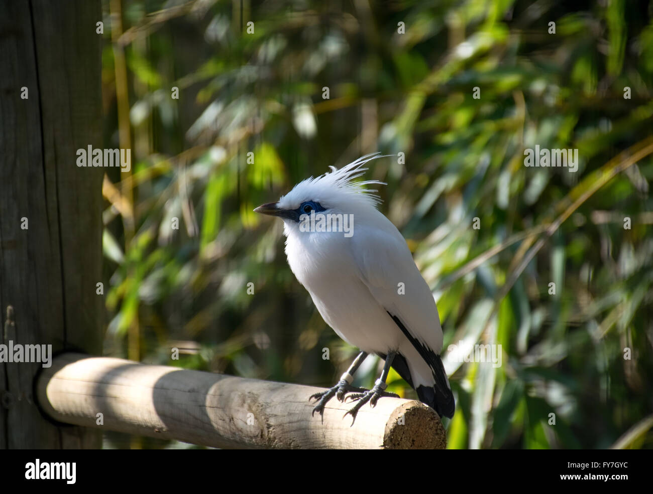 Depth of field bird hi-res stock photography and images - Alamy