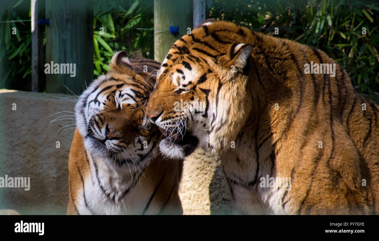 Two tigers in love Stock Photo - Alamy