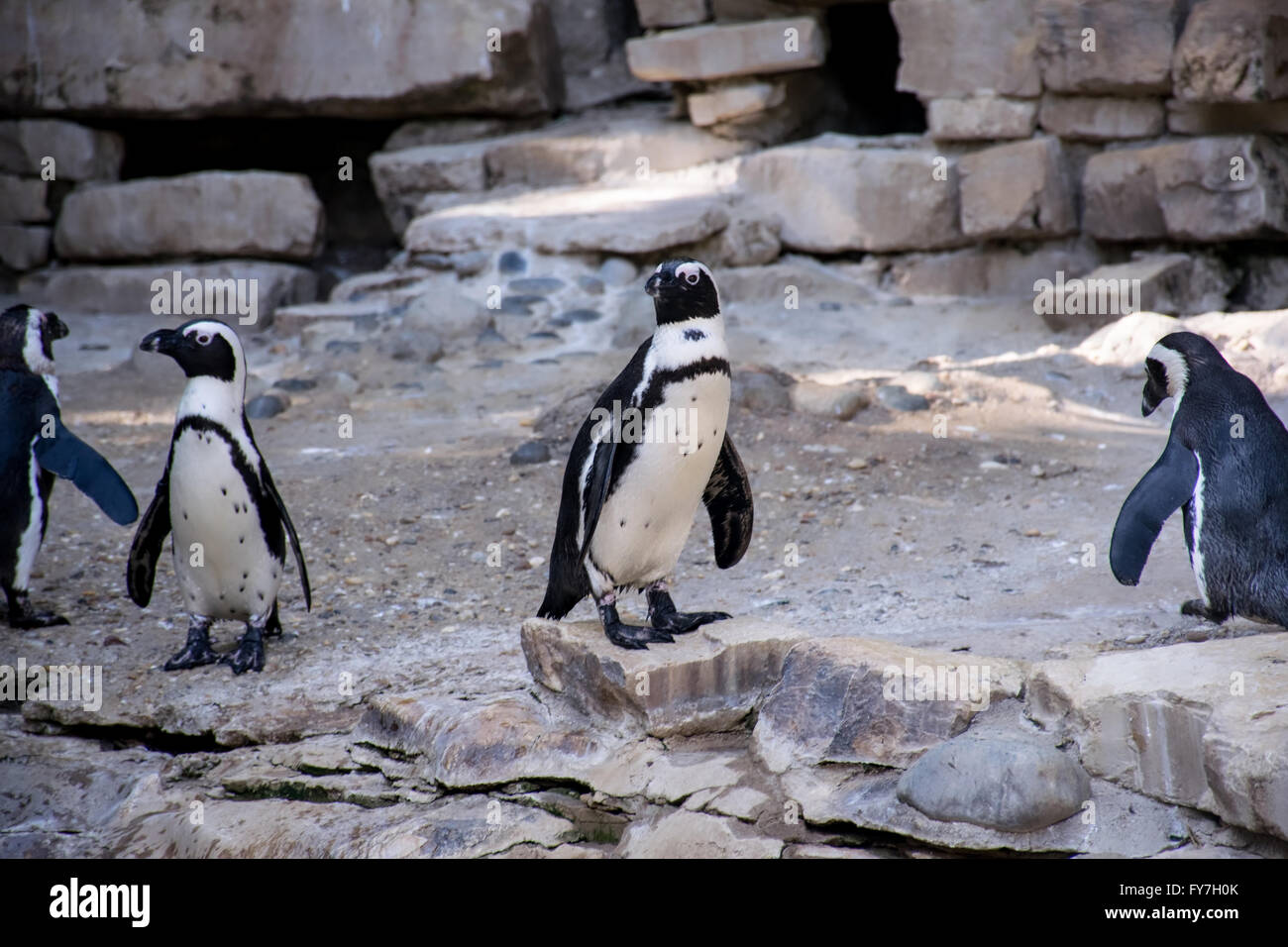 A penguin standing up Stock Photo - Alamy