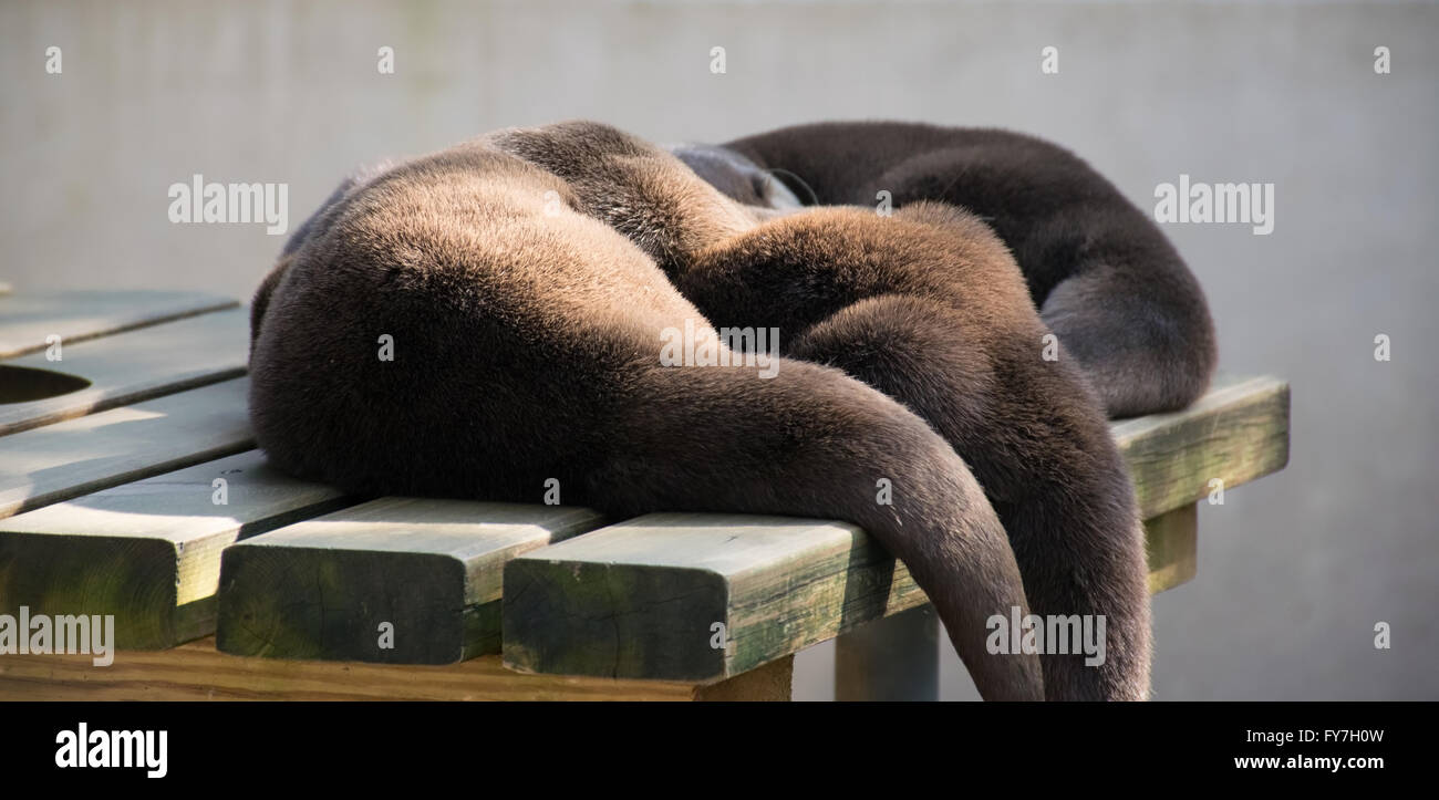 A group of sea otters sleeping Stock Photo - Alamy