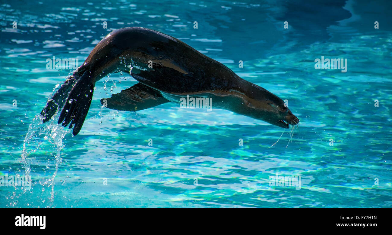 Sea lion swim dive hi-res stock photography and images - Alamy