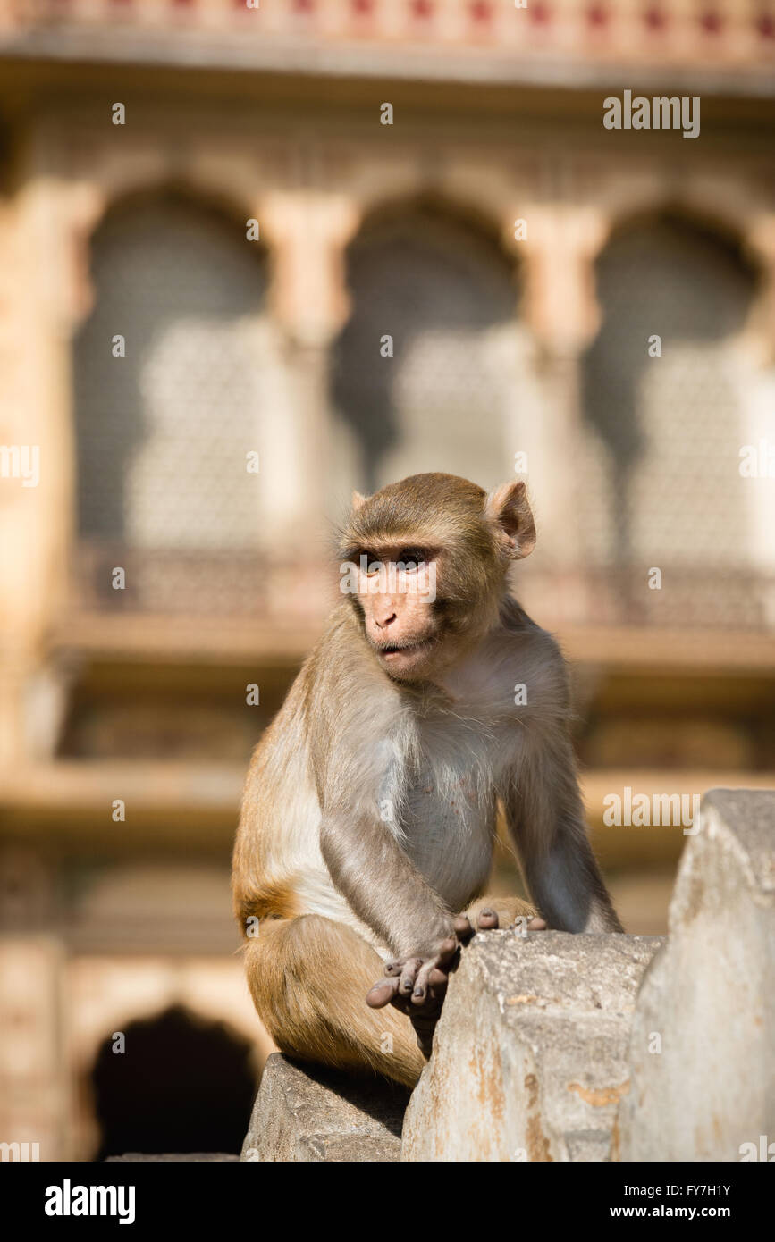 Monkey at Galta Hindu temple at Jaipur Stock Photo - Alamy