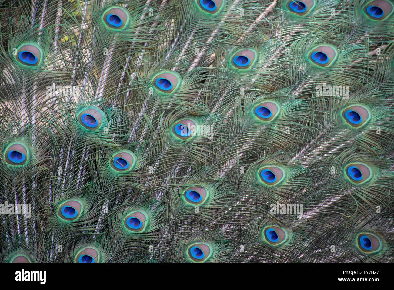 Peacock tail hi-res stock photography and images - Alamy