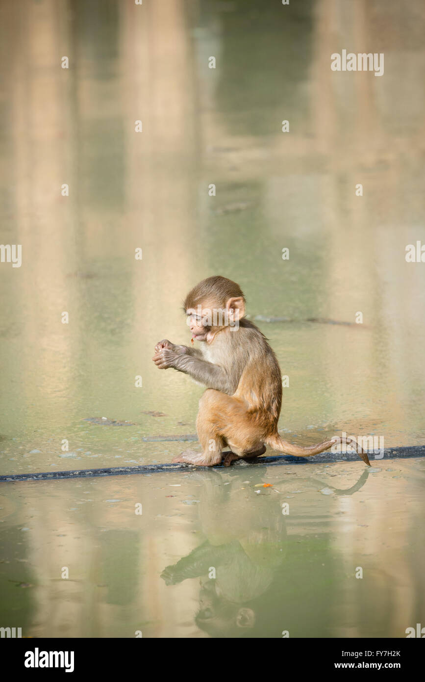 Monkey at Galta Hindu temple at Jaipur Stock Photo - Alamy