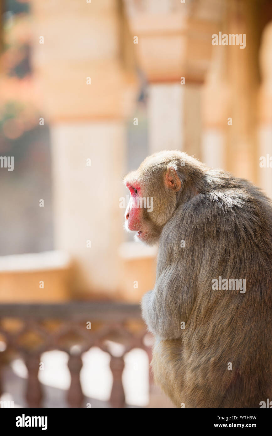 Monkey at Galta Hindu temple at Jaipur Stock Photo - Alamy