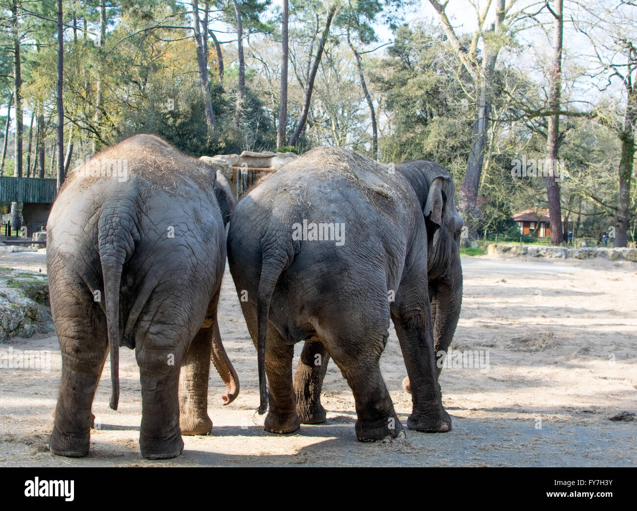 Elephants Back High Resolution Stock Photography and Images - Alamy