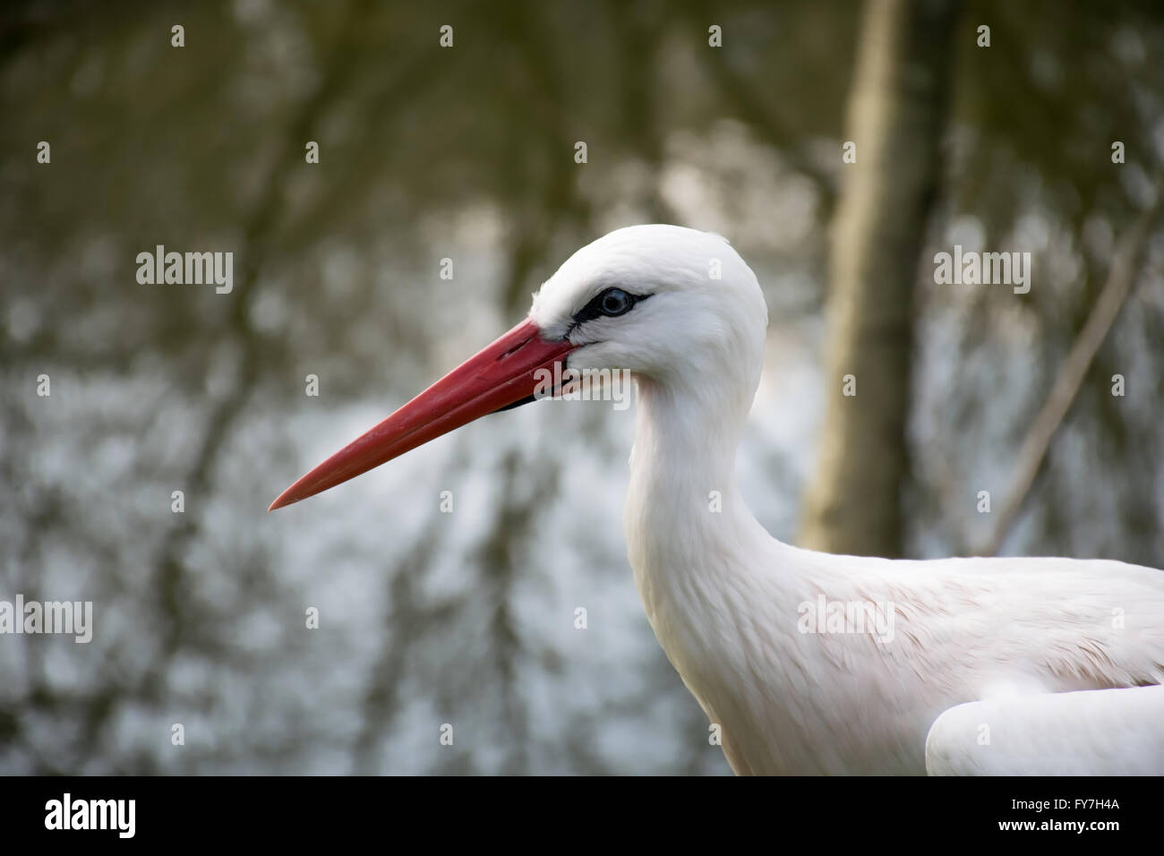 Headshot of a stork Stock Photo - Alamy