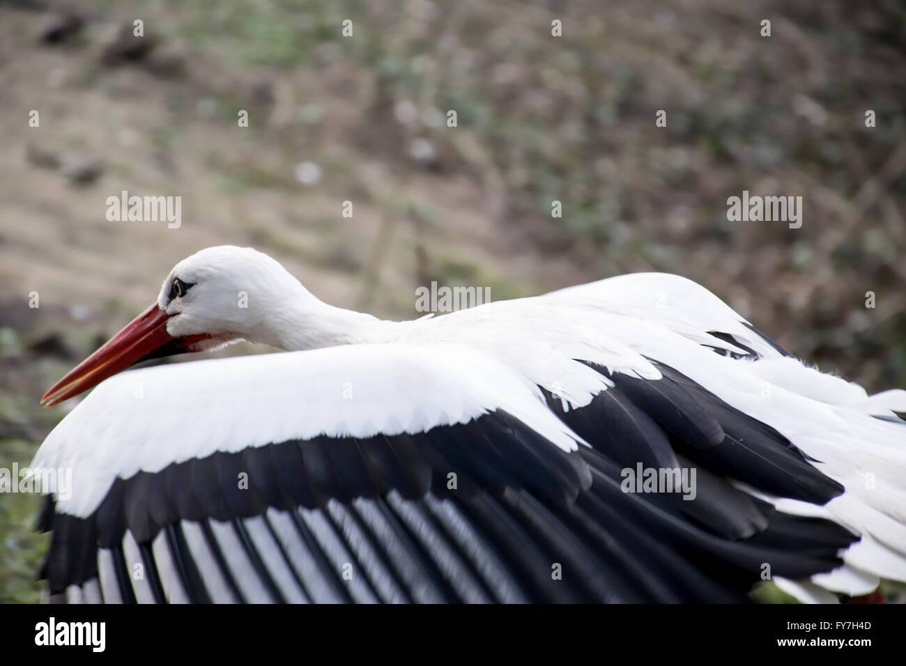 A stork taking off Stock Photo - Alamy