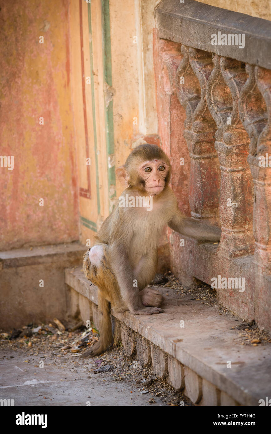 Monkey at Galta Hindu temple at Jaipur Stock Photo - Alamy
