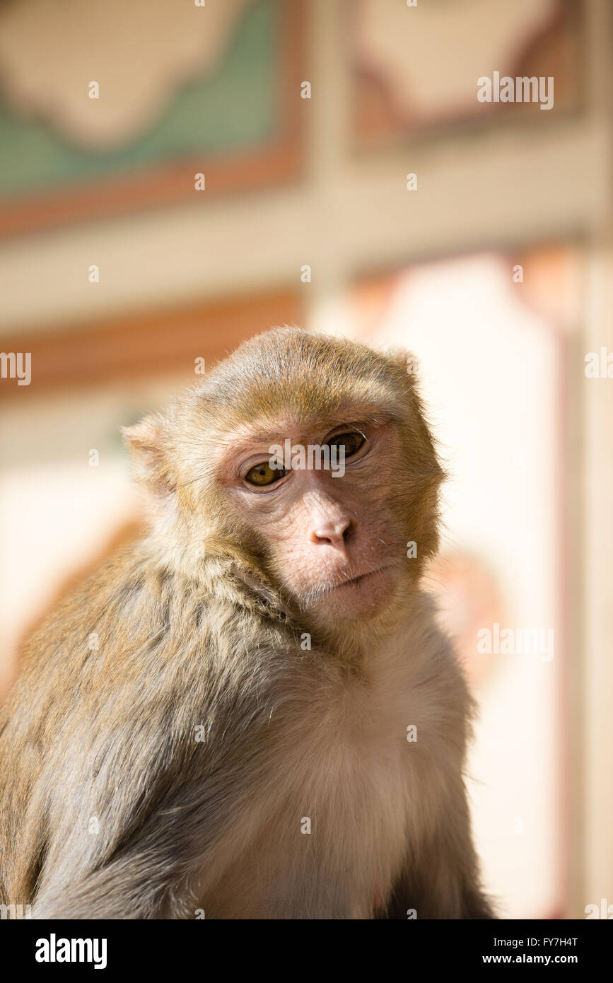 Monkey at Galta Hindu temple at Jaipur Stock Photo - Alamy