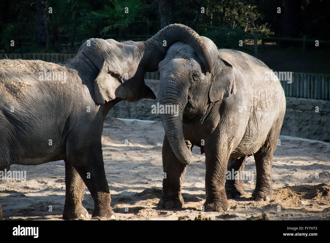 Playful animals hi-res stock photography and images - Alamy
