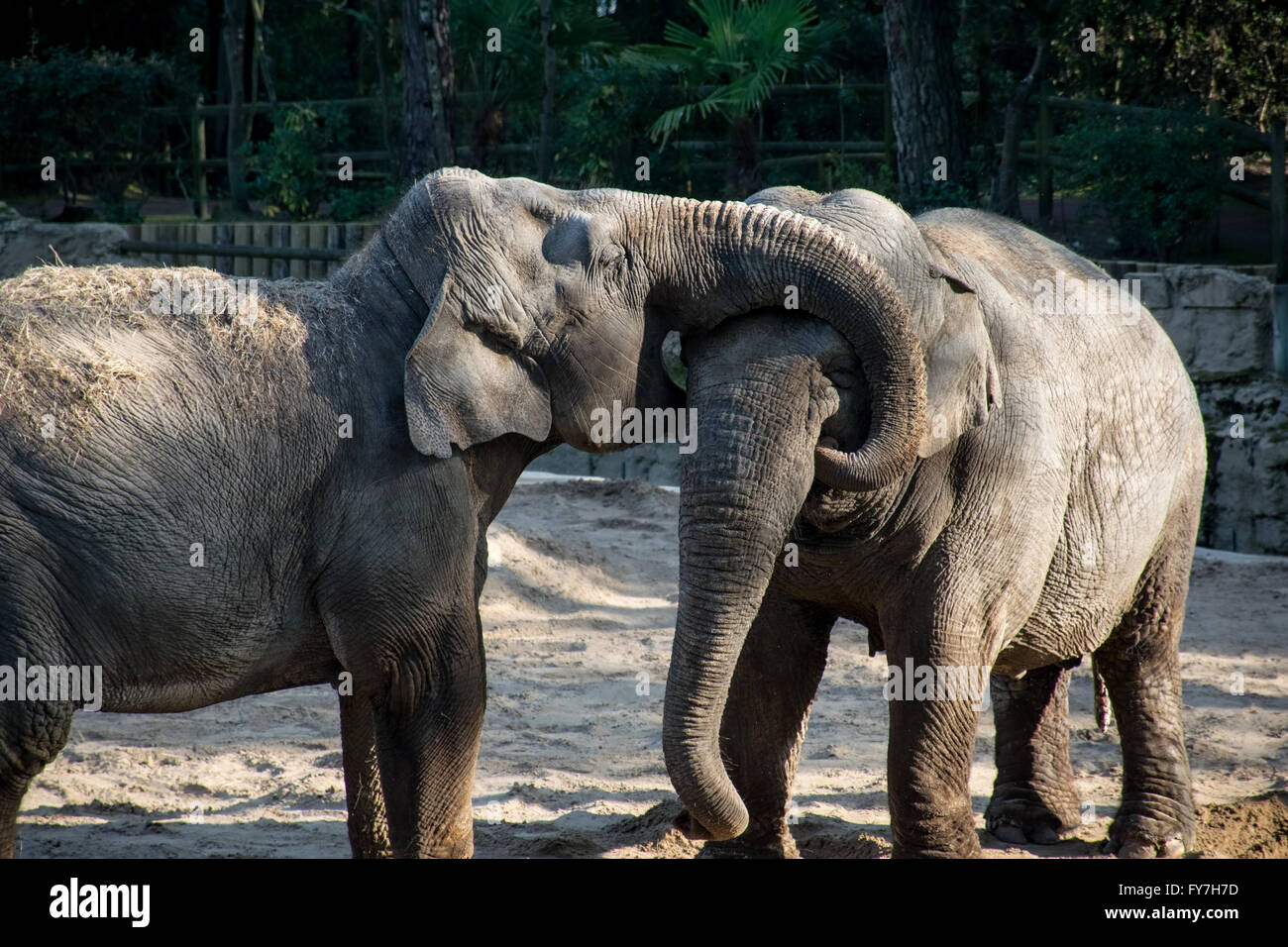 Playful animals hi-res stock photography and images - Alamy