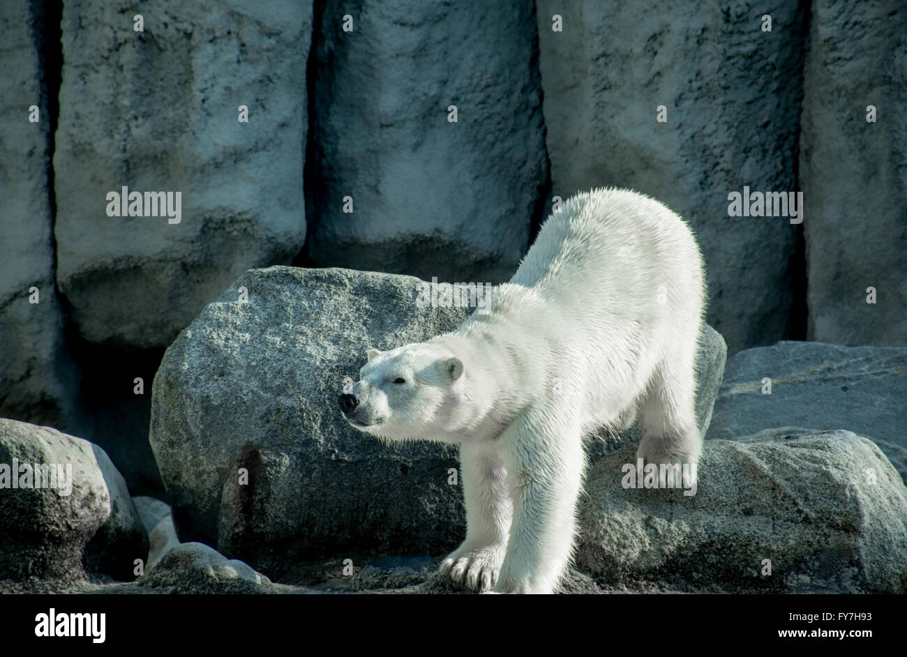 Bear stretching hi-res stock photography and images - Alamy