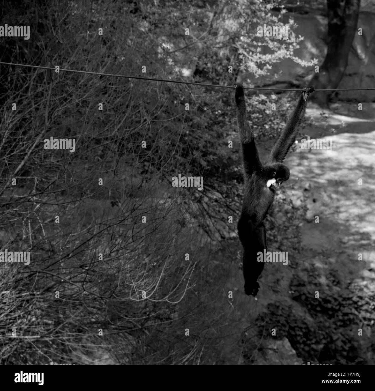 Monkey hanging hi-res stock photography and images - Alamy