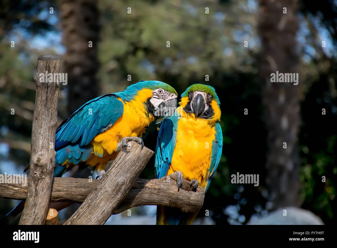 Colorful animals hi-res stock photography and images - Alamy