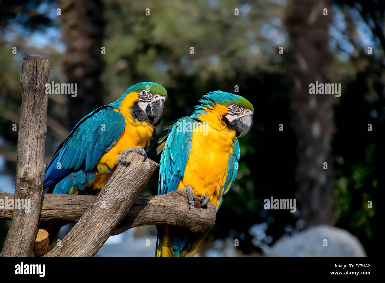 Colorful animals hi-res stock photography and images - Alamy