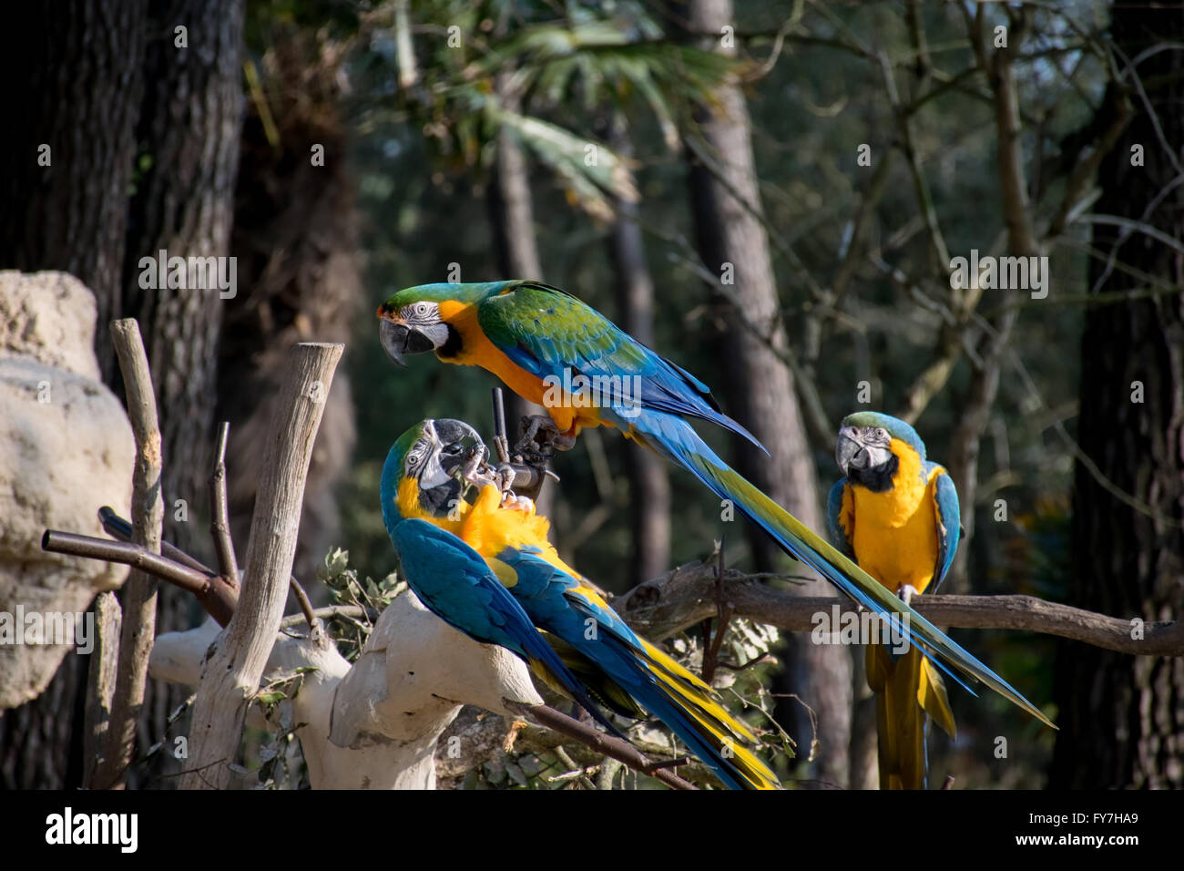 Colourful Parrots High Resolution Stock Photography and Images - Alamy