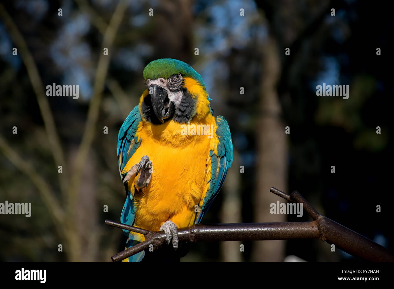 Parrot colors hi-res stock photography and images - Alamy