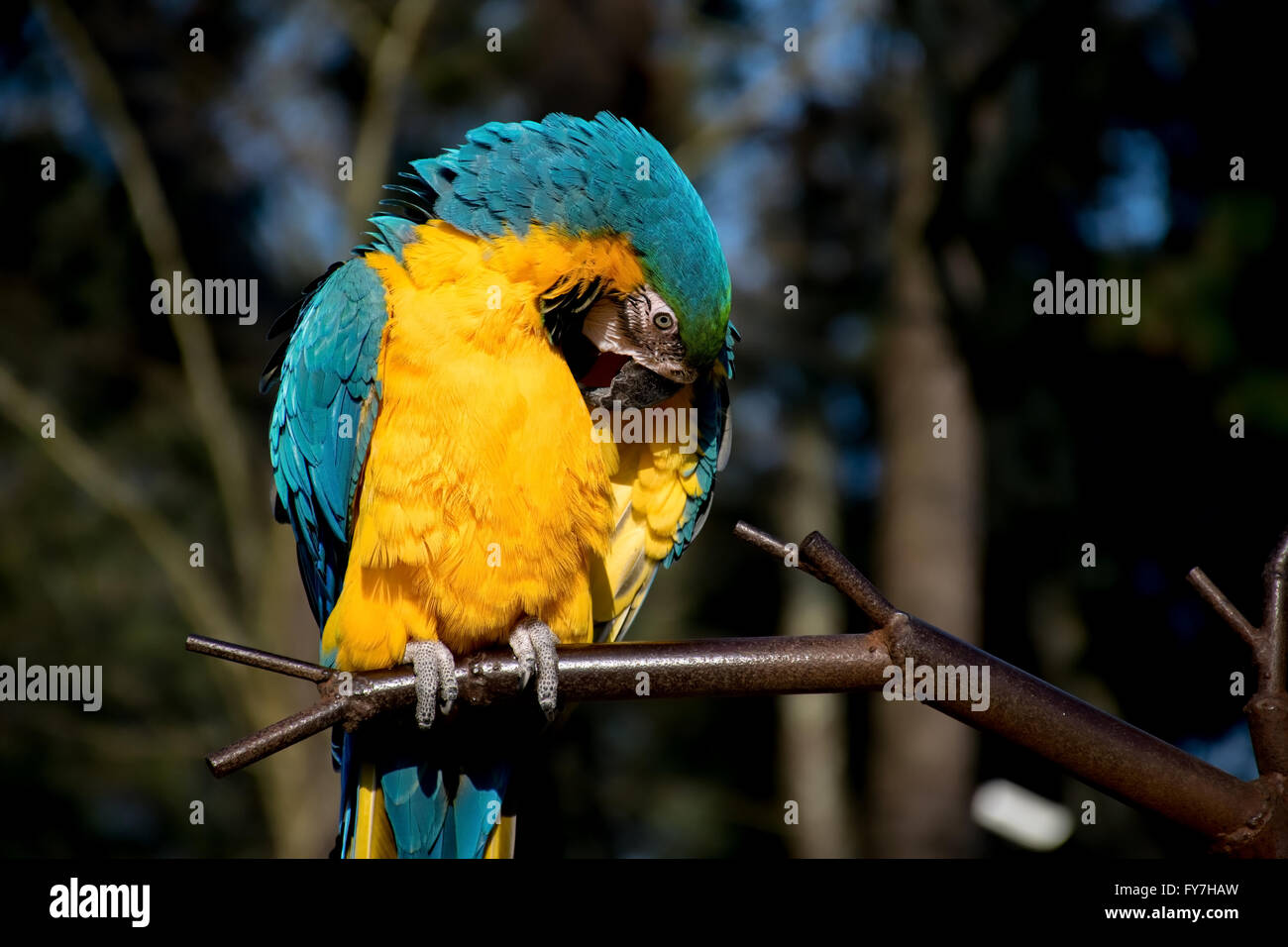 Parrot cleaning hi-res stock photography and images - Alamy
