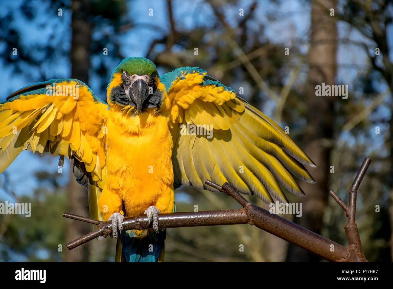 Parrot wings spread hi-res stock photography and images - Alamy