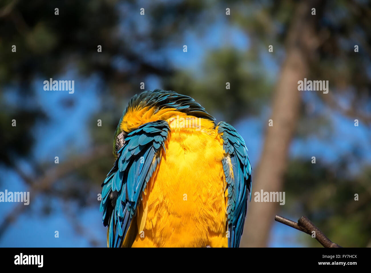Parrot colours hi-res stock photography and images - Alamy