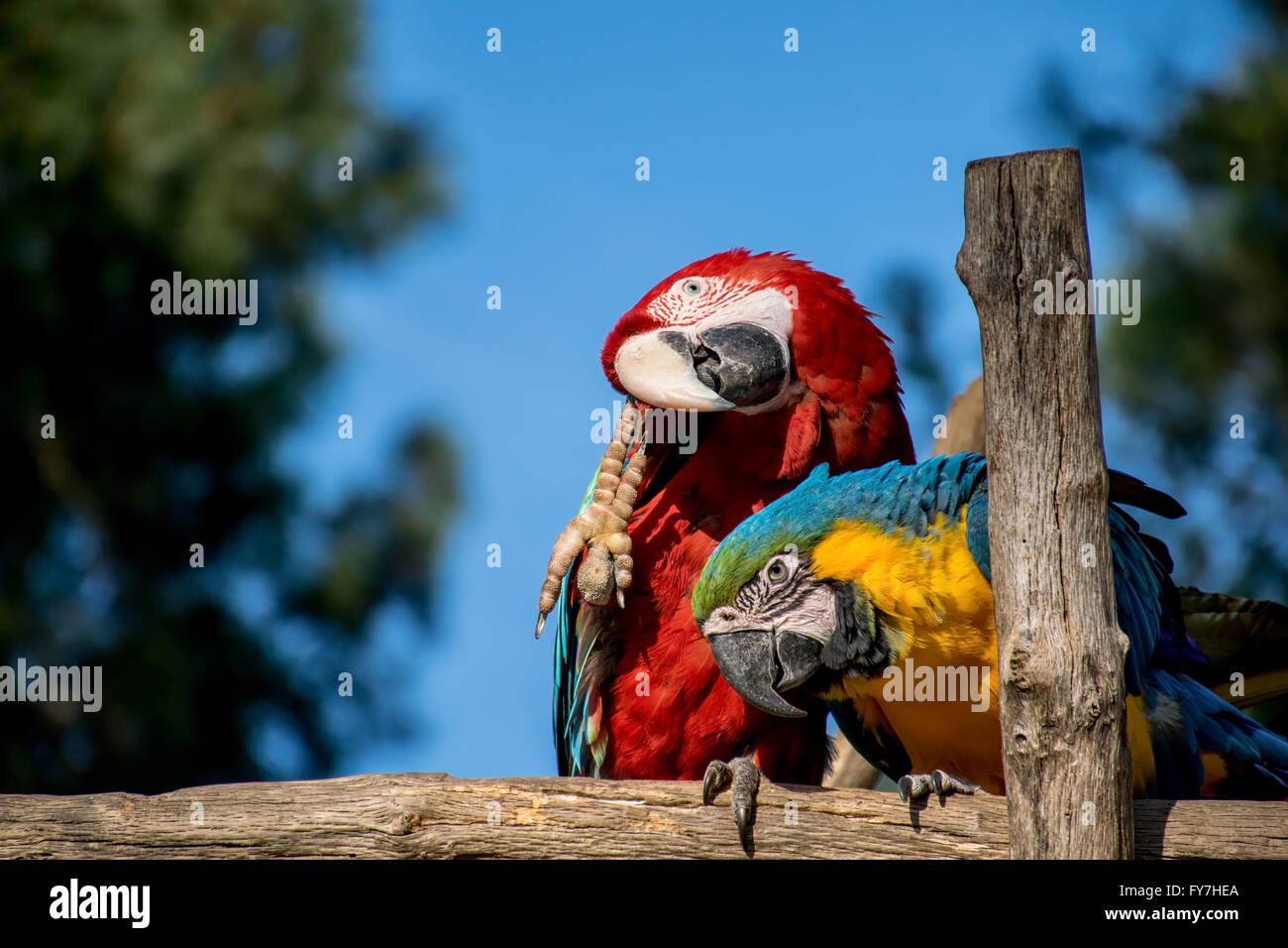 Colorful animals hi-res stock photography and images - Alamy