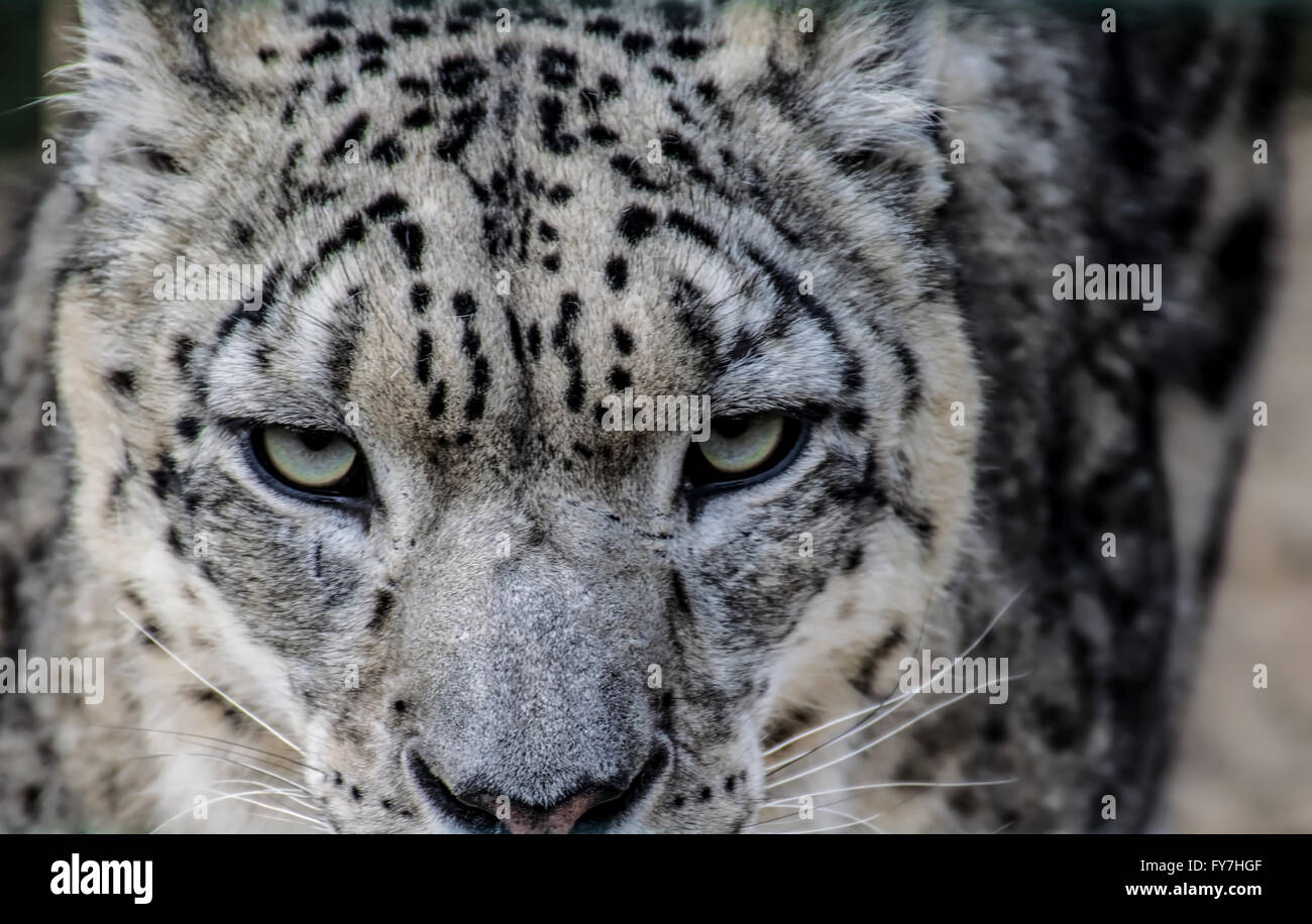 Panther animal hi-res stock photography and images - Alamy