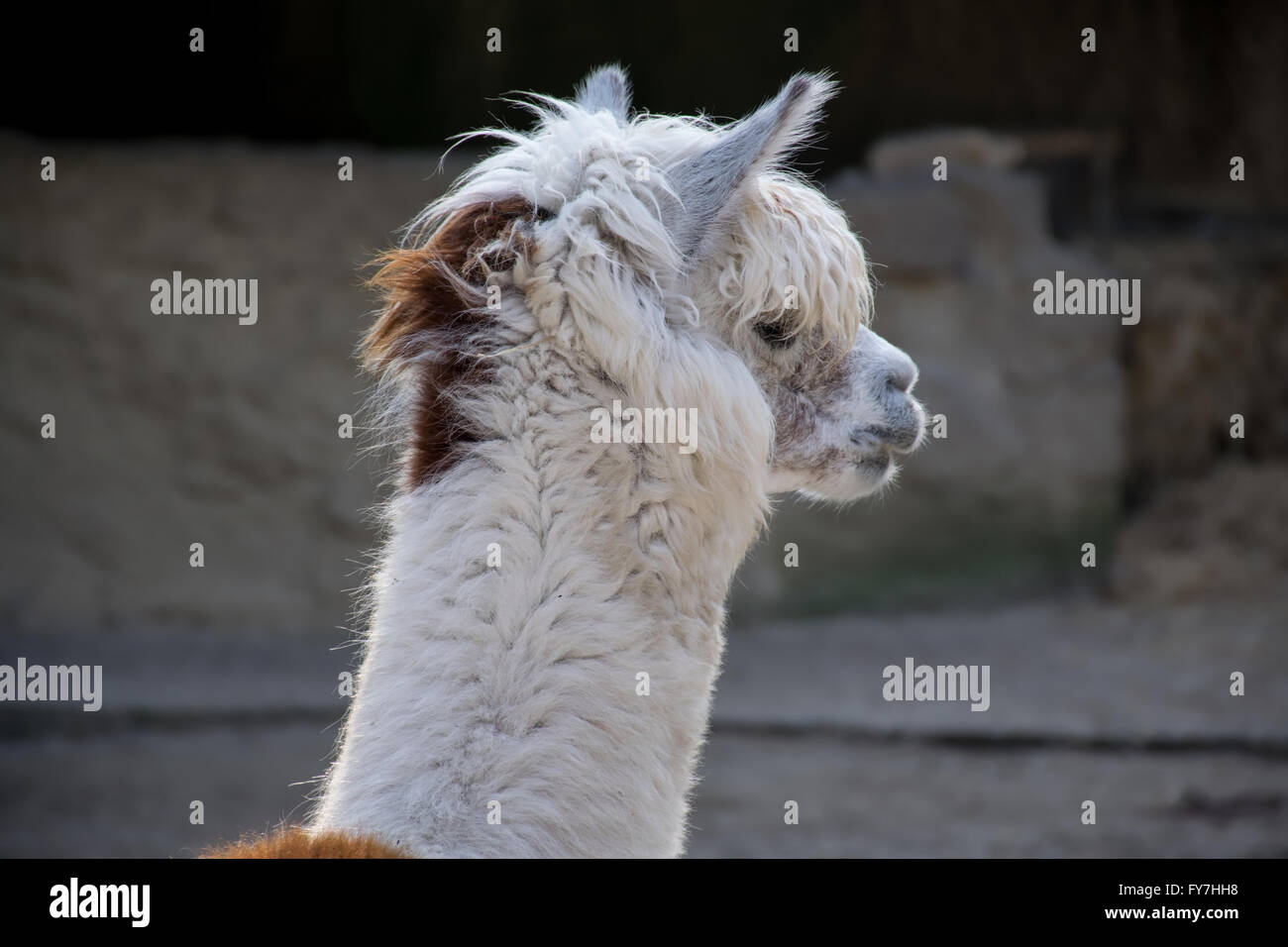 A llama from behind Stock Photo - Alamy