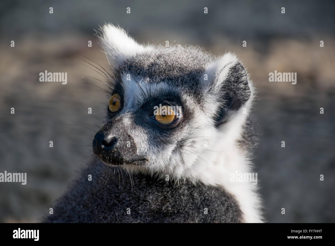 Animal funny face hi-res stock photography and images - Alamy