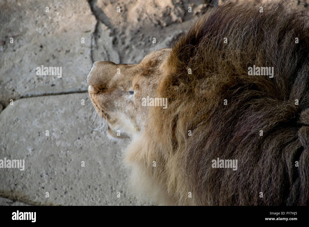 Head of a lion from above Stock Photo - Alamy