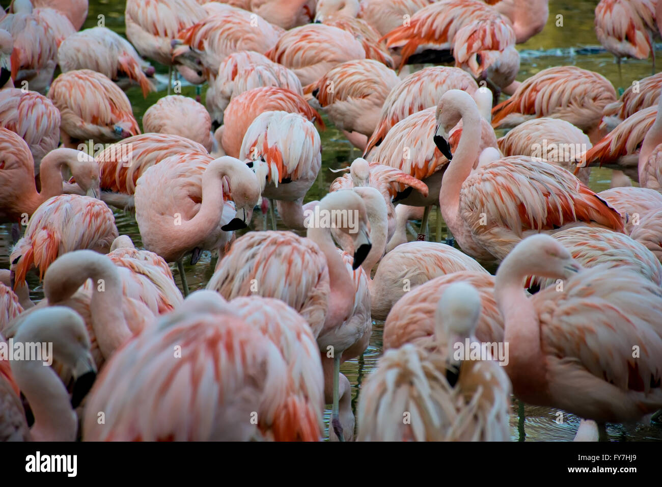 Group of flamingo hi-res stock photography and images - Alamy