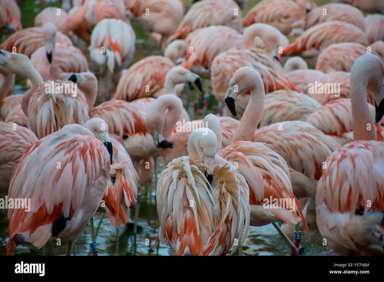 Group of flamingo hi-res stock photography and images - Alamy