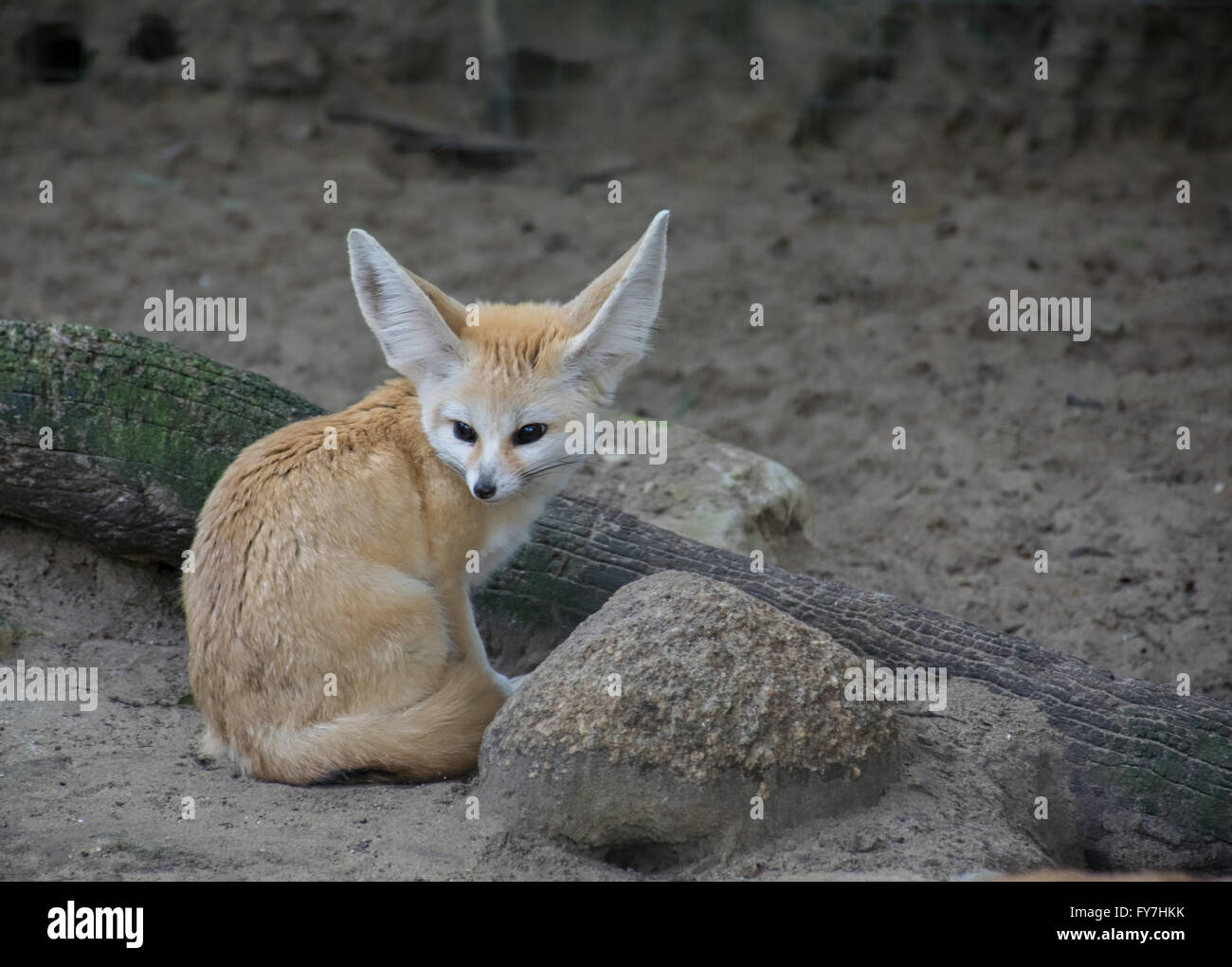 A little fennec fox Stock Photo - Alamy
